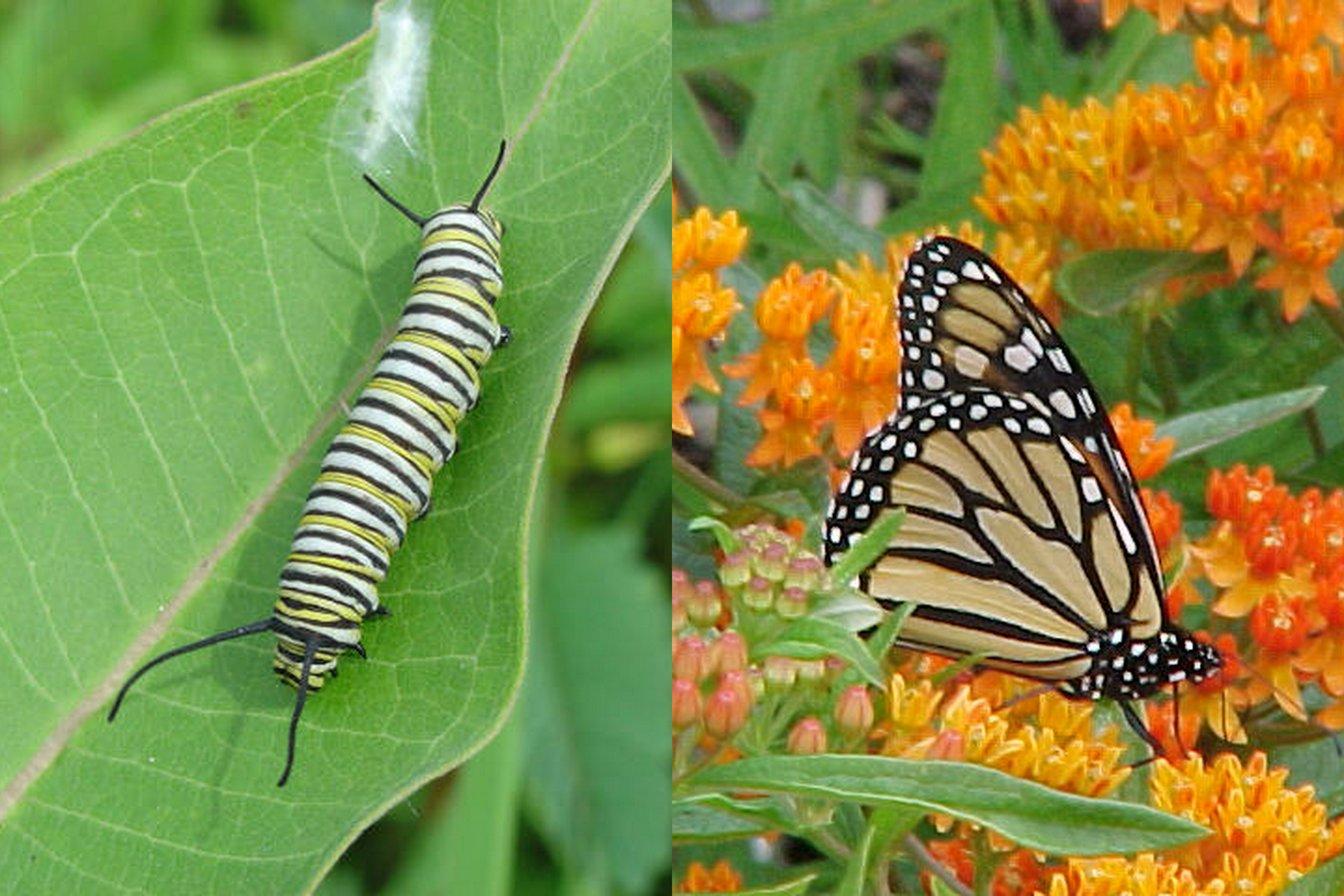 Monarch caterpillar on milkweed leaf next and an adult monarch butterfly on butterflyweed flower ...
